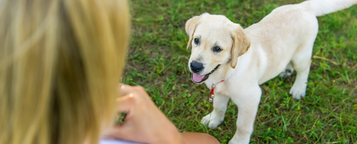 Summertime Safety for Your Pooch – Beth Hurley Dog Training Cook County ...